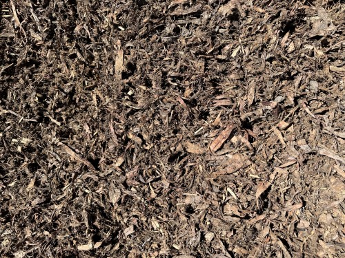 Hoop Pine 1" - Preston Landscape Supplies